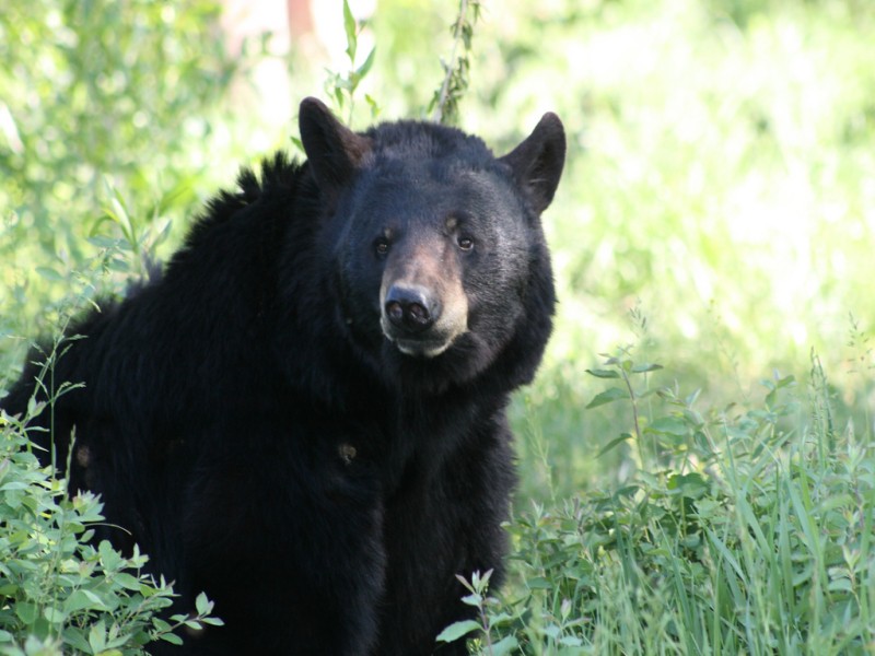 Black bear sightings in Indiana likely to become more common - WOWO ...